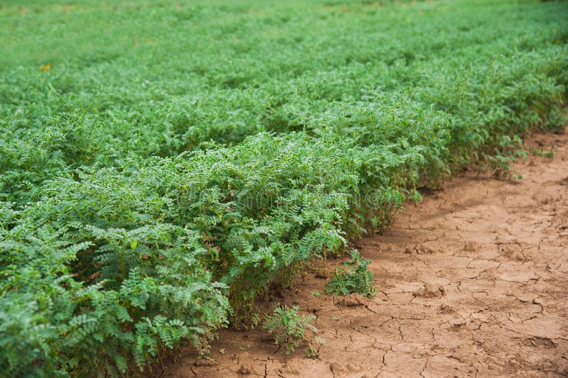 Chickpea crop field stock image. Image of young, closeup - 78636541