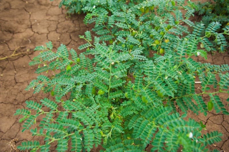 Chickpea crop field stock photo. Image of food, plant - 82540992