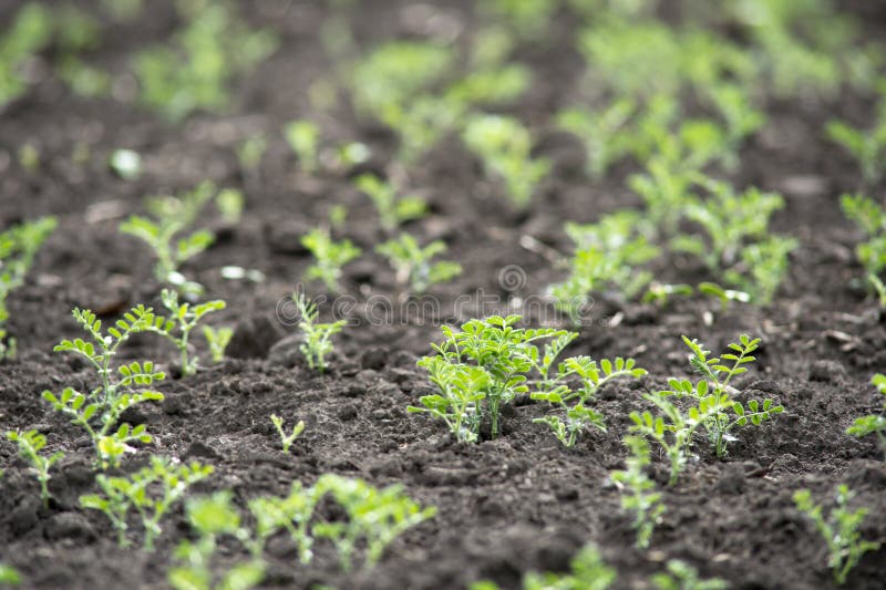 Chickpea Plant Closeup. Spring First Shoots on the Field of Chickpeas ...
