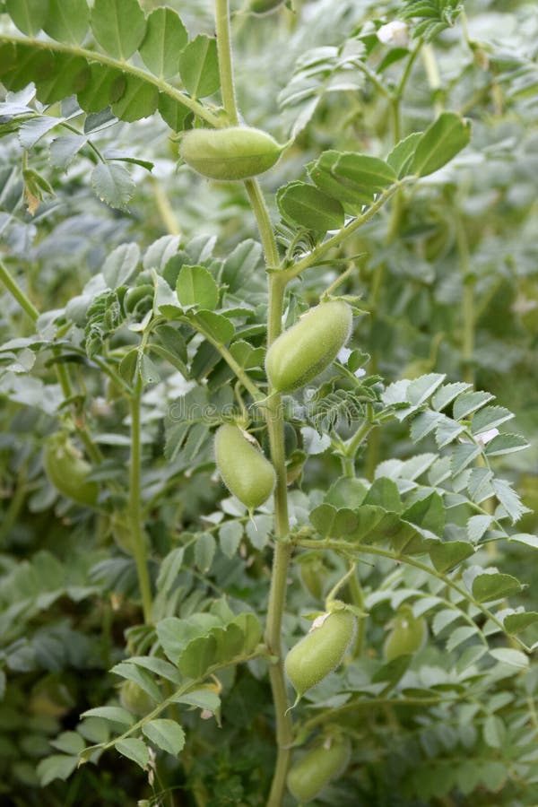 Chickpea plant detail stock image. Image of harvest - 122671435