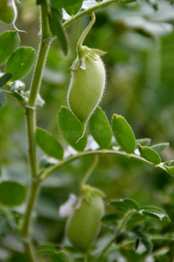 Chickpea with pods stock photo. Image of legume, chick - 179729864