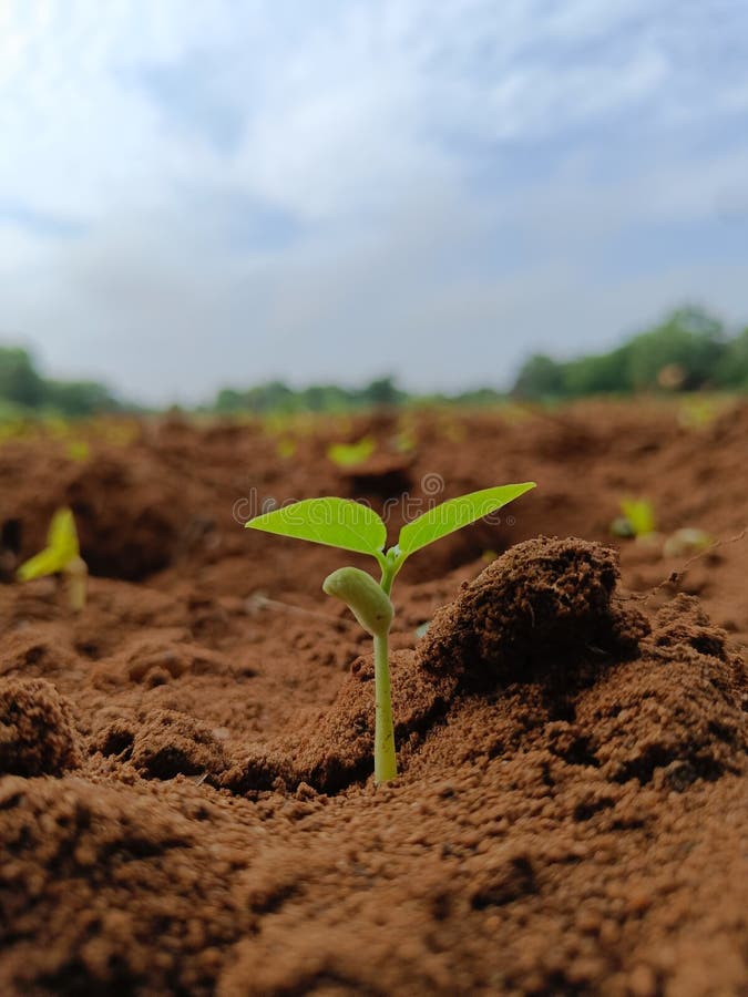 Chickpea seedling stage stock photo. Image of food, plantation - 259322964
