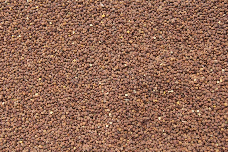 Chickpea Food Grains Spread on a Sheet Stock Image - Image of sunlight ...