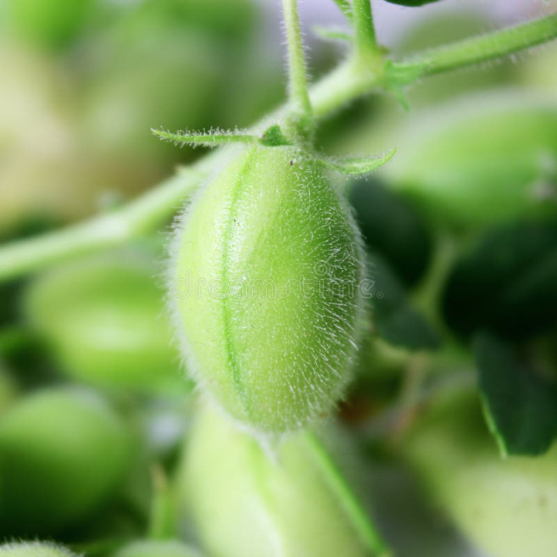 Chickpeas Pod on Green Young Plant Closeup Stock Photo - Image of field ...