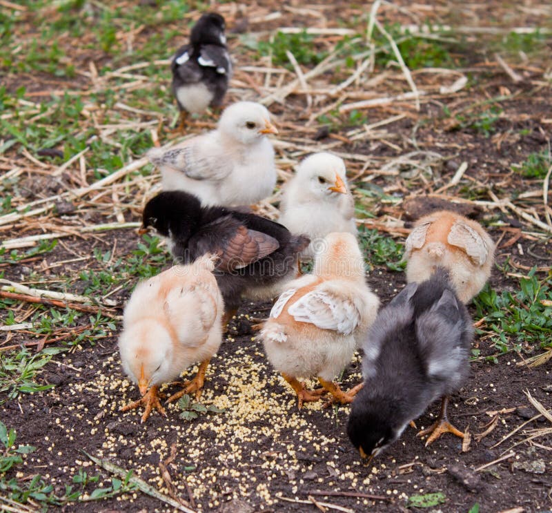 Chicken with chicks stock image. Image of chickens, path - 25952717