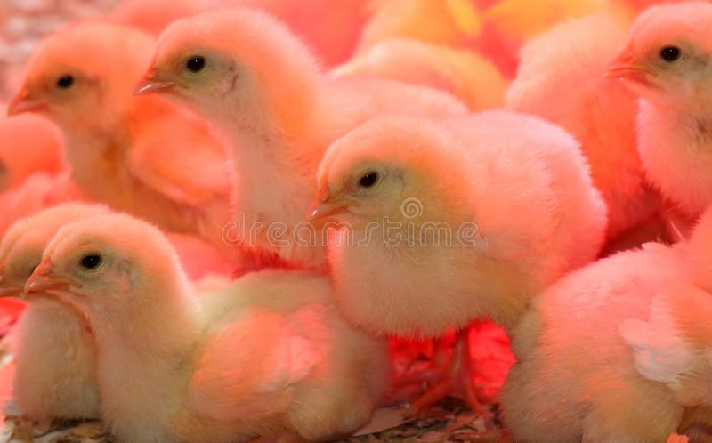 Chicks stock image. Image of friends, duvet, beaks, bird - 2580755