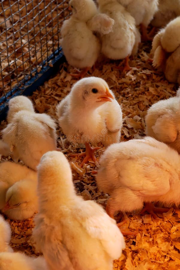 Newl Hatched Chicks stock photo. Image of fluffy, hatch - 2835922