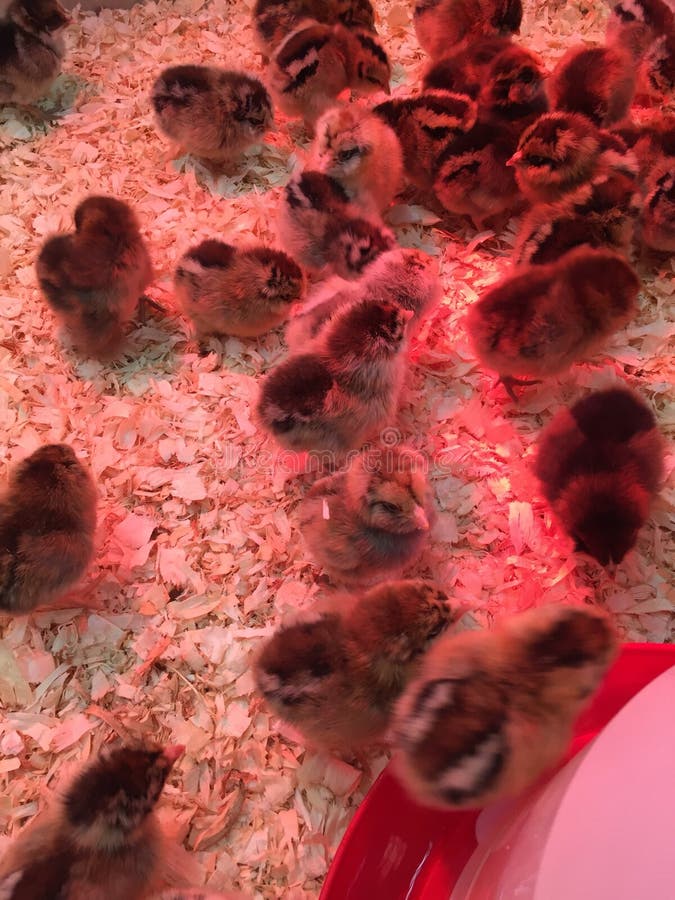 Chicks anyone stock photo. Image of baby, chicks, chickens - 55465256