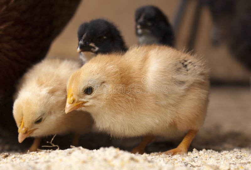131 Baby Chick Pecking Stock Photos - Free & Royalty-Free Stock Photos ...