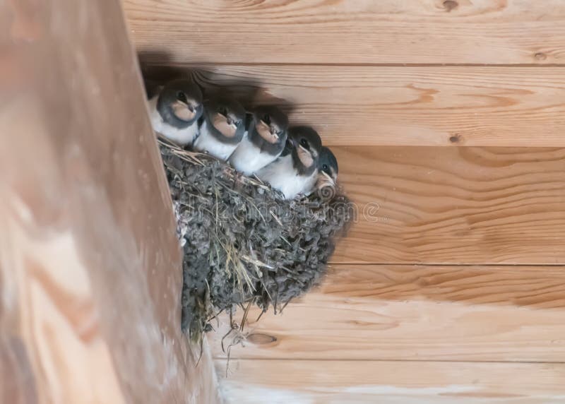 Chicks of Barn Swallow in the Nest Stock Photo - Image of gorgeous ...