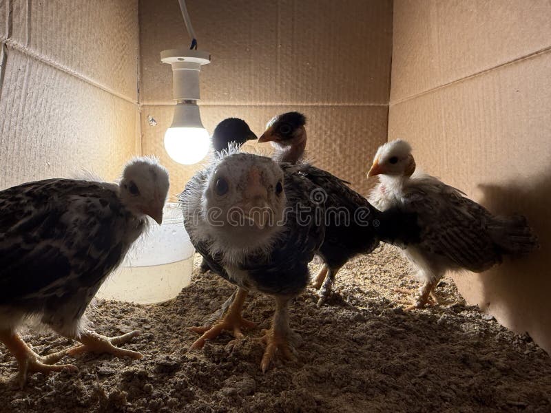 Chicks in a Brooder Box with Light. Stock Image - Image of waterfowl ...