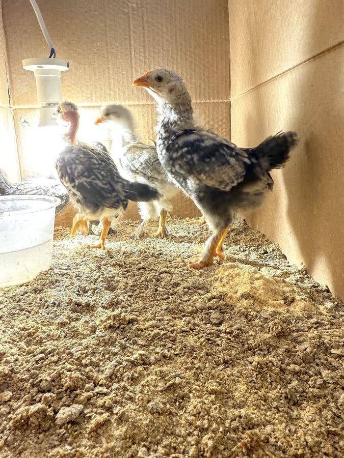 Chicks in a Brooder Box with Light. Stock Photo - Image of cute, fowl ...