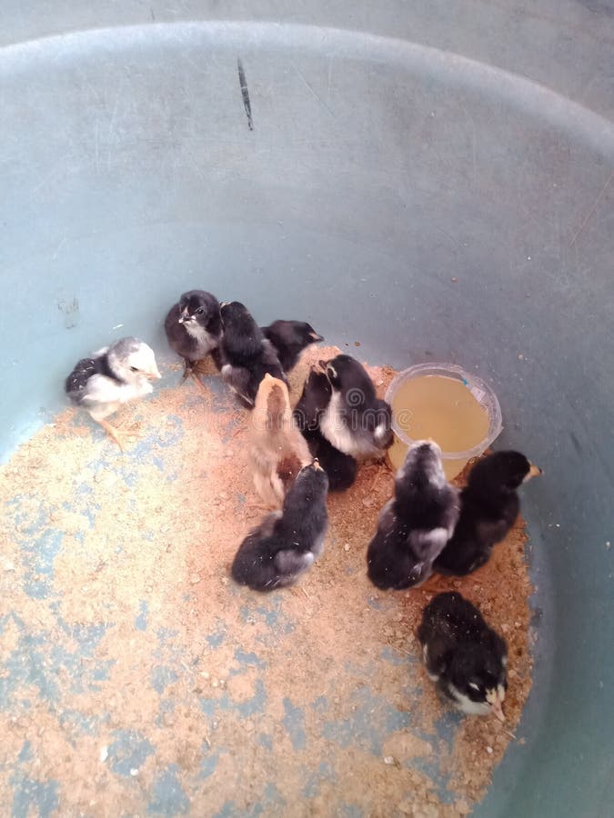Chicks in the Bucket stock photo. Image of blue, carnivore - 270220356