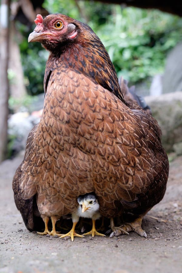 Chicks and Chicken stock photo. Image of beak, closeup - 104322302
