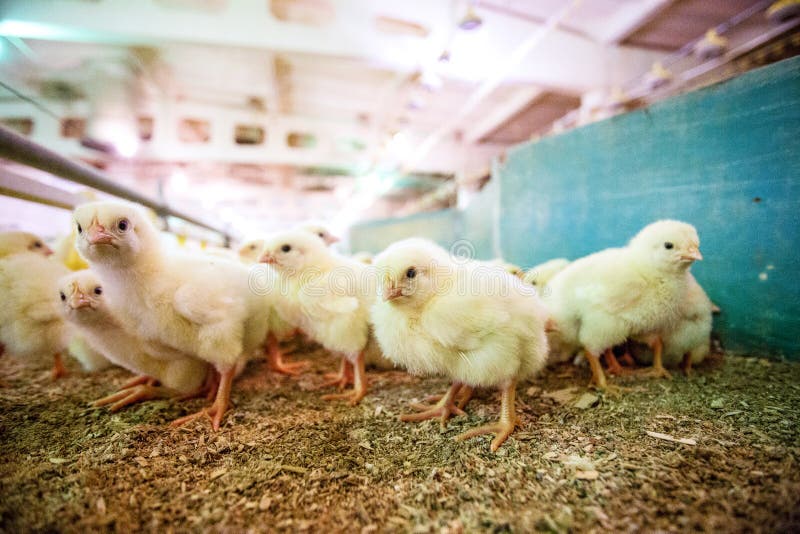 Chicks on a chicken farm stock image. Image of farmland - 67658129