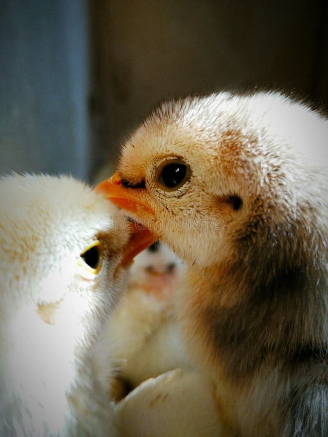 Chicks on a Chicken Farm Staring at the Camera. Stock Image - Image of ...