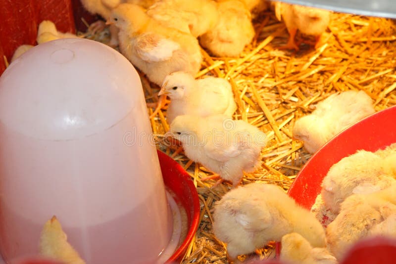 Chicks chickens stock photo. Image of animals, bird, farming - 39317050