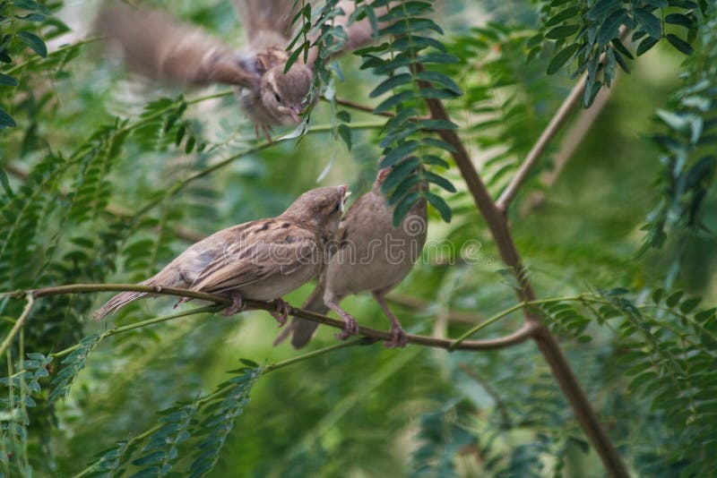 Chicks of a Common House Sparrow Stock Image - Image of tree, freedom ...