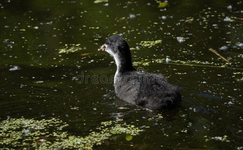 Chicks of the Coot Waterfowl Stock Image - Image of feathers, animals ...