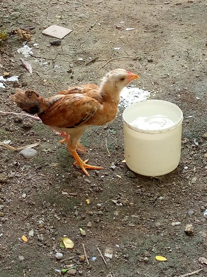 Chicks Drinking Water in a White Container are Kept on the Ground Stock ...
