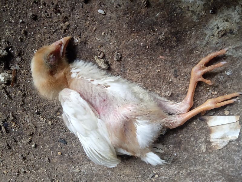 Chicks Dying Sick Can& X27;t Walk Stock Image - Image of walk, dying ...