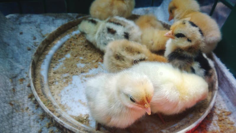 Cute chicks stock photo. Image of chicks, poultry, animal - 117488662