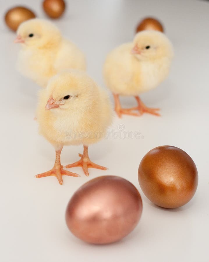 Chicks & eggs stock image. Image of agriculture, objects - 24465693