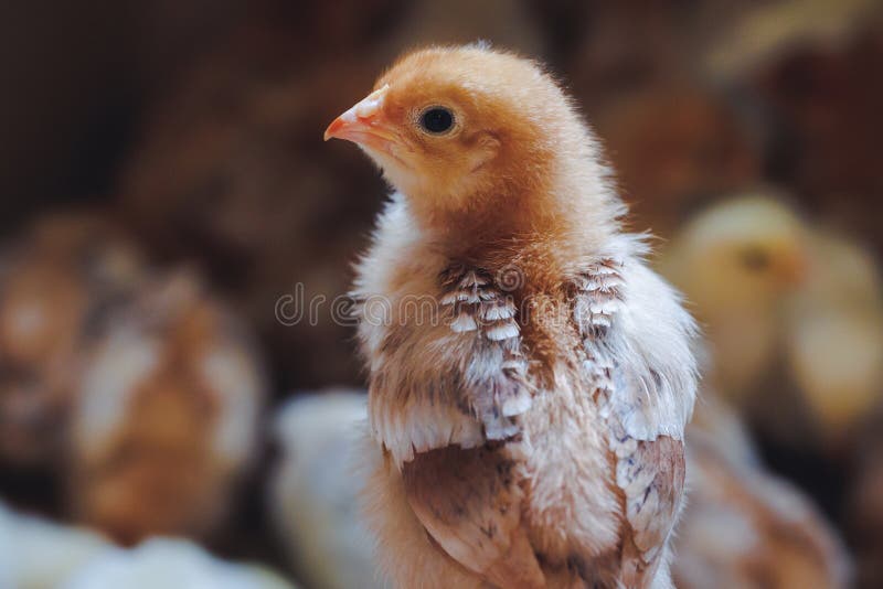 Chicks on a farm stock image. Image of husbandry, farm - 254840033