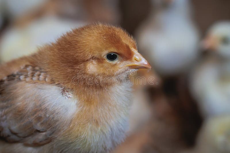 Chicks on a farm stock image. Image of animal, poland - 254839999