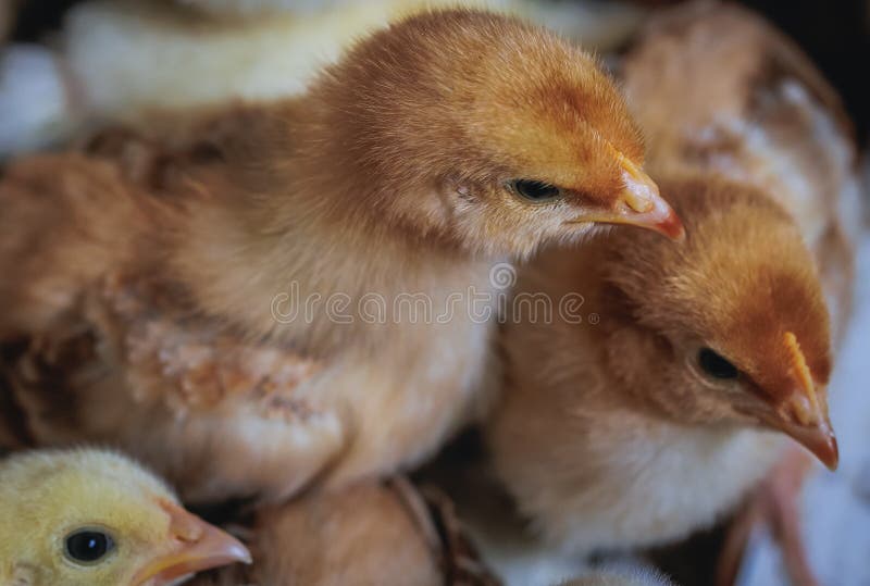 Chicks on a farm stock image. Image of farming, pullets - 260145139