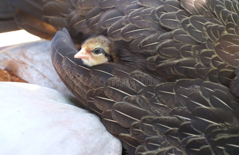 Chicks hiding in the hen stock image. Image of care, domestic - 47716531