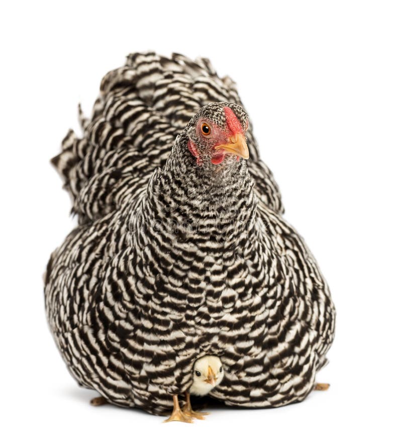 225 Chicks Under Hen Stock Photos - Free & Royalty-Free Stock Photos ...