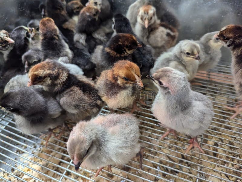 Chicks Huddled Together stock image. Image of wing, ducks - 357373199