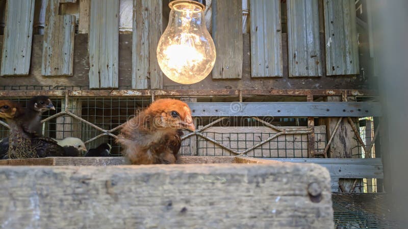 Chicks and Light Bulbs in the Chicken Coop Stock Photo - Image of ...