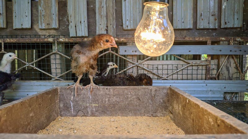 Chicks and Light Bulbs in the Chicken Coop Stock Image - Image of ...