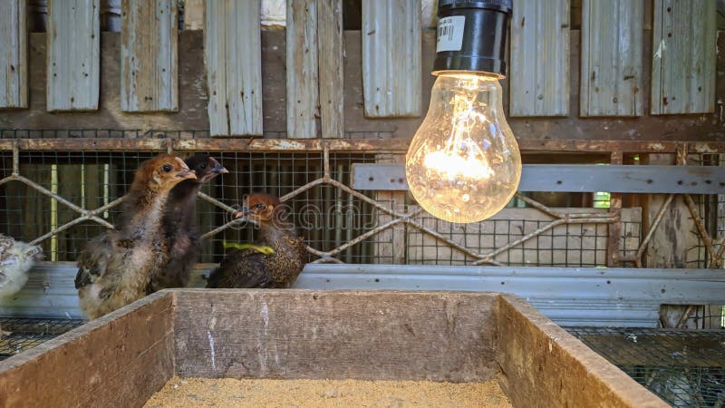 Chicks and Light Bulbs in the Chicken Coop Stock Photo - Image of light ...