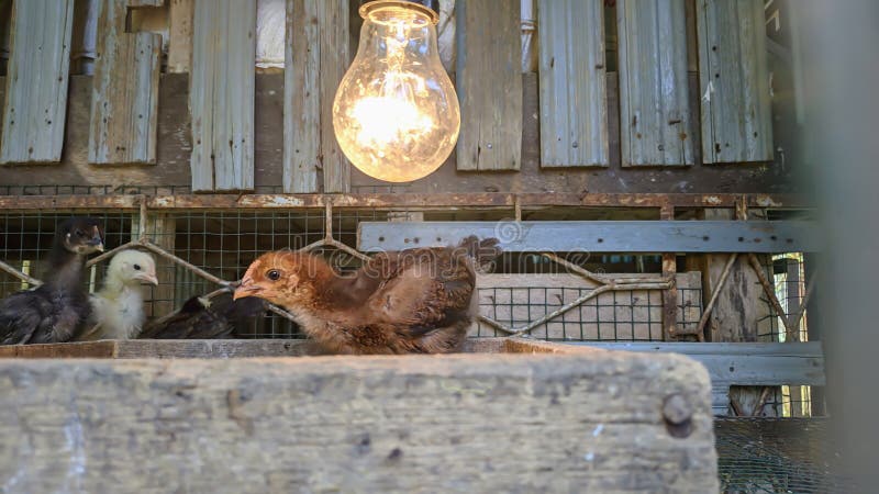 Chicks and Light Bulbs in the Chicken Coop Stock Photo - Image of bulbs ...