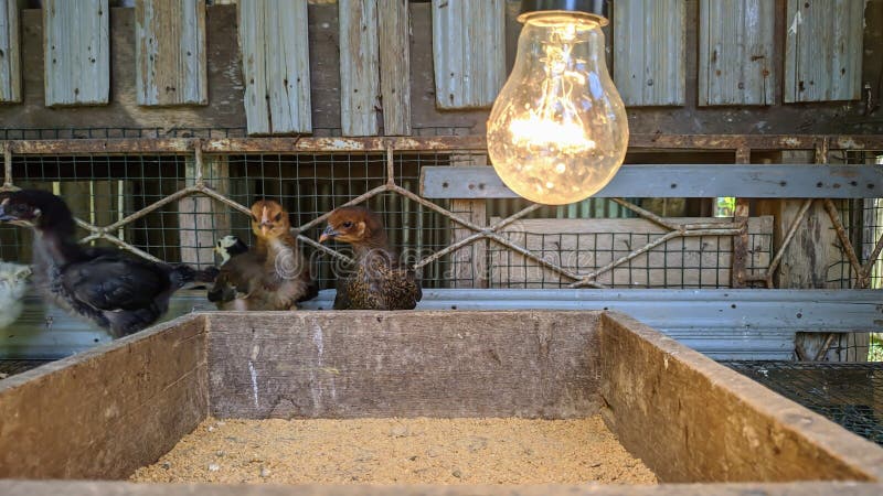 Chicks and Light Bulbs in the Chicken Coop Stock Image - Image of ...