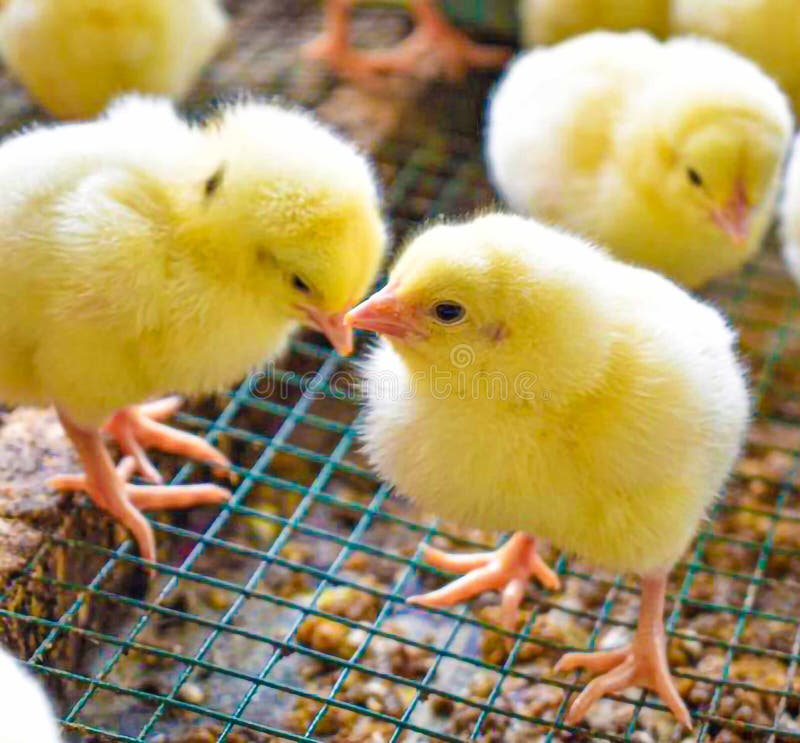 Chicks. Light Yellow Chicks Stock Photo - Image of light, bird: 289666828