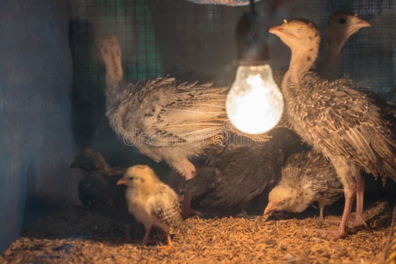 Chicks with Lights in the Nick. Stock Image - Image of fluffy, light ...