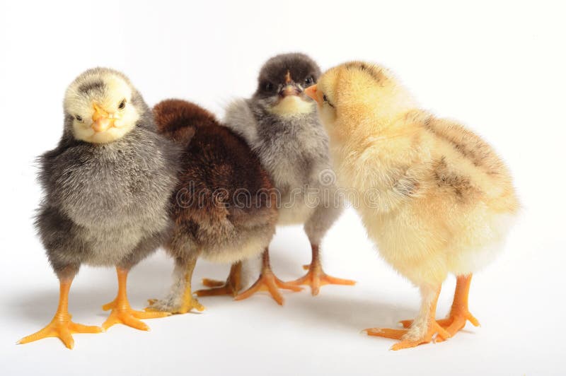 Chickens meeting stock image. Image of fragile, brothers - 6675815