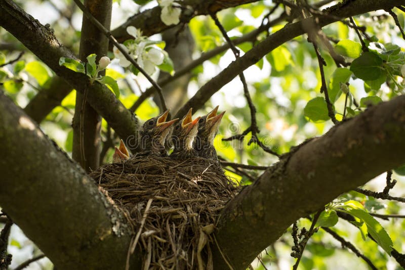 Baby Catbird Stock Photos - Free & Royalty-Free Stock Photos from ...