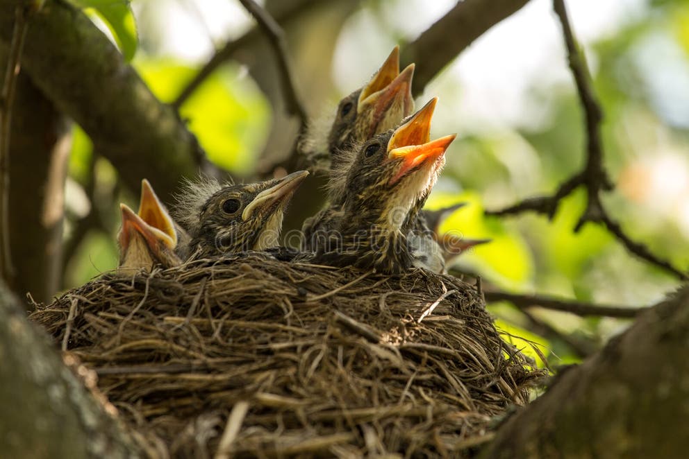 Chicks in a nest stock photo. Image of beak, food, chick - 87628736