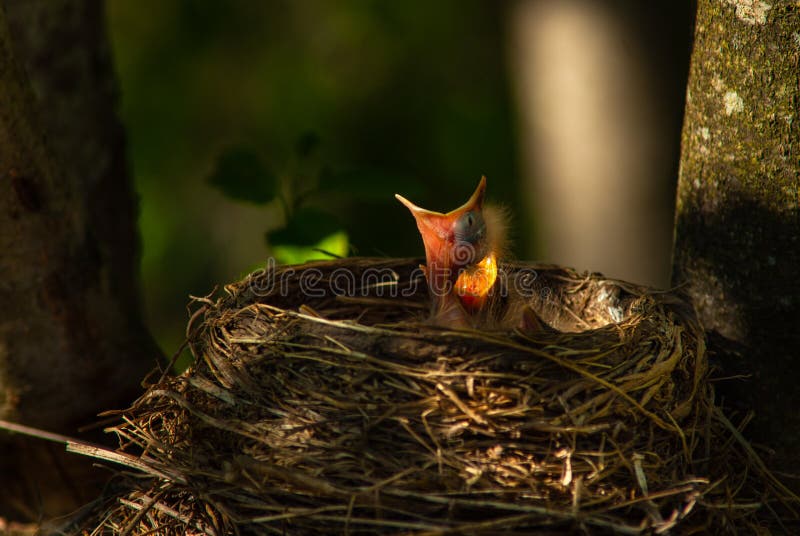 Chicks with Open Beaks in the Nest in the Sun Stock Image - Image of ...