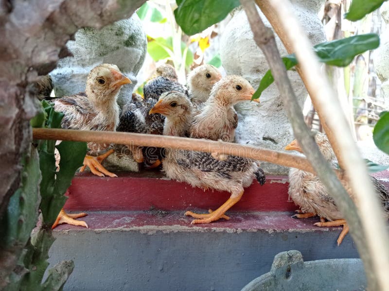 Chicks Shade Under Tree Branches Stock Photo - Image of tree, branches ...