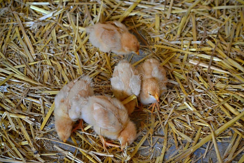 Chicks stock photo. Image of small, running, breeding - 77983310