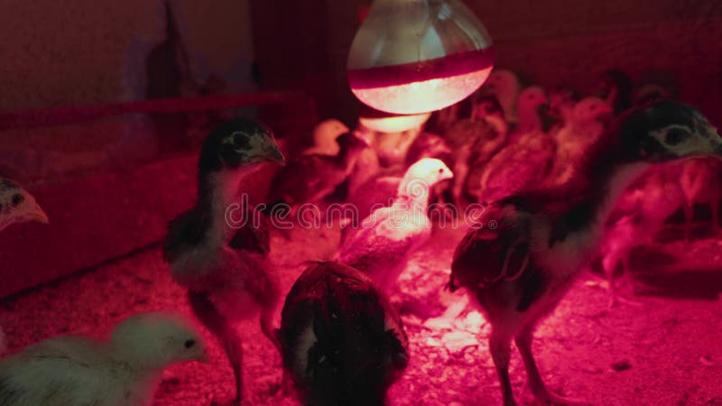 Chicks Warming Up Under Infrared Bulb in Cage Stock Video - Video of ...