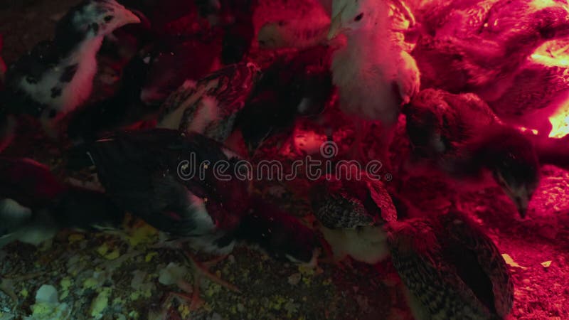 Chicks Warming Up Under Infrared Bulb in Cage Stock Video - Video of ...