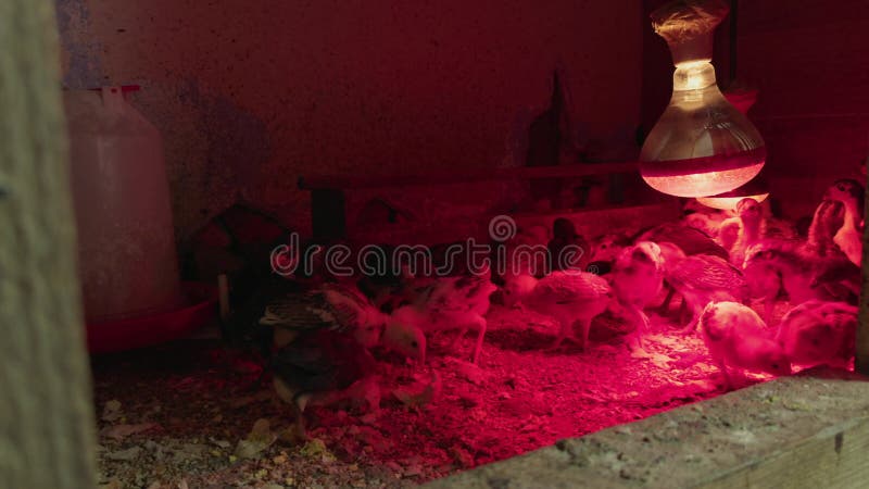 Chicks Warming Up Under Infrared Bulb in Cage Stock Footage - Video of ...