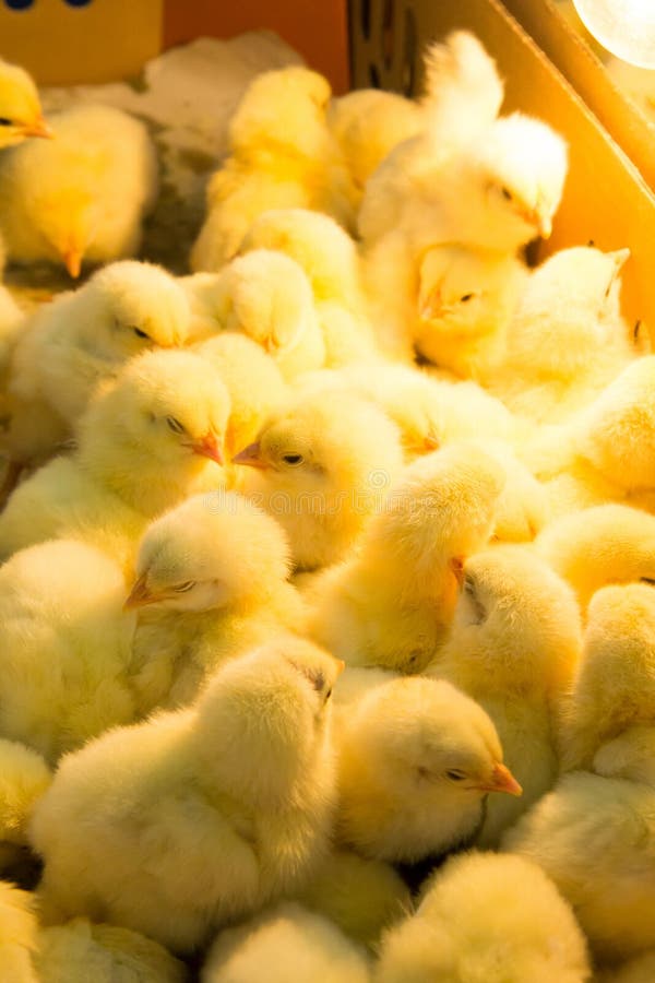 Chicks at farm stock photo. Image of little, born, yellow - 162317546